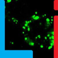 Lab News – Laboratory of Innate Immune Memory & Inflammation Therapeutics